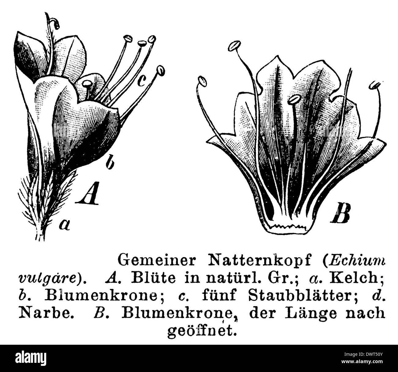 Botanical illustration of echium vulgare hi-res stock photography and ...
