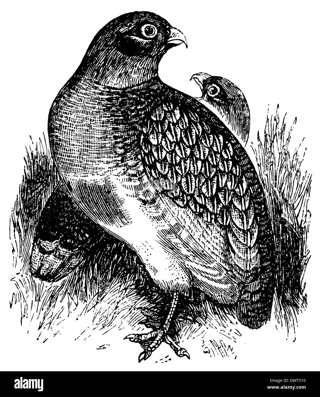 Illustration white partridge Cut Out Stock Images & Pictures - Alamy