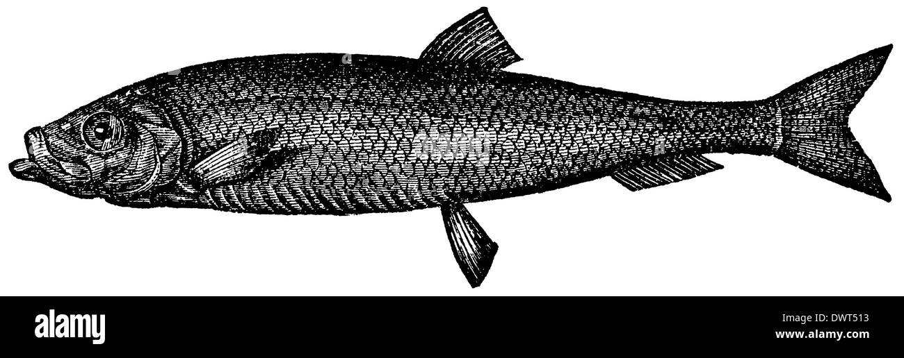 Herring fish drawing hi-res stock photography and images - Alamy