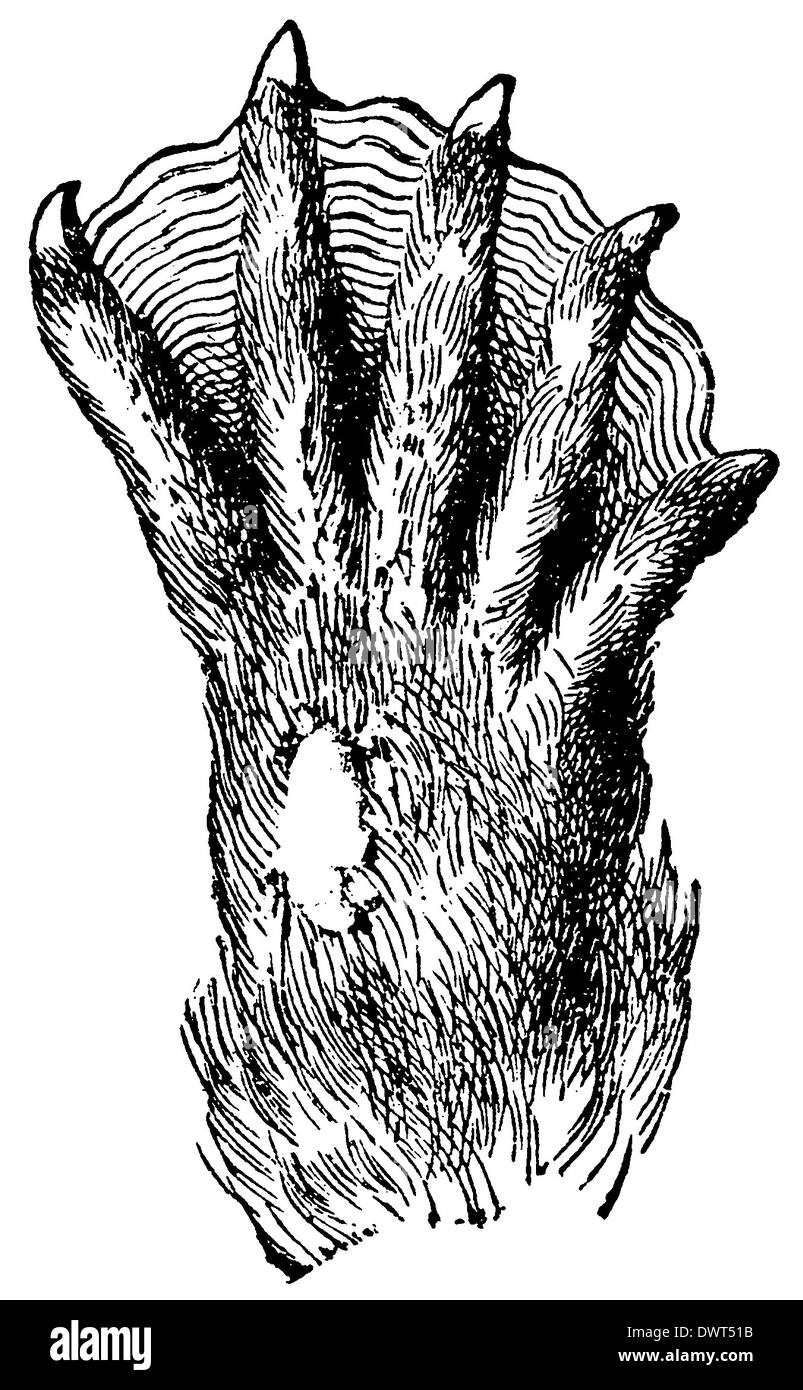 Black beaver hi-res stock photography and images - Alamy