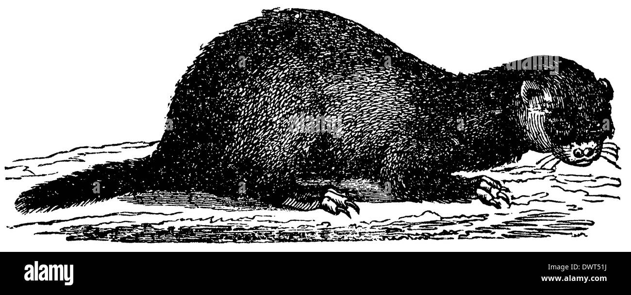 Polecat drawing hi-res stock photography and images - Alamy