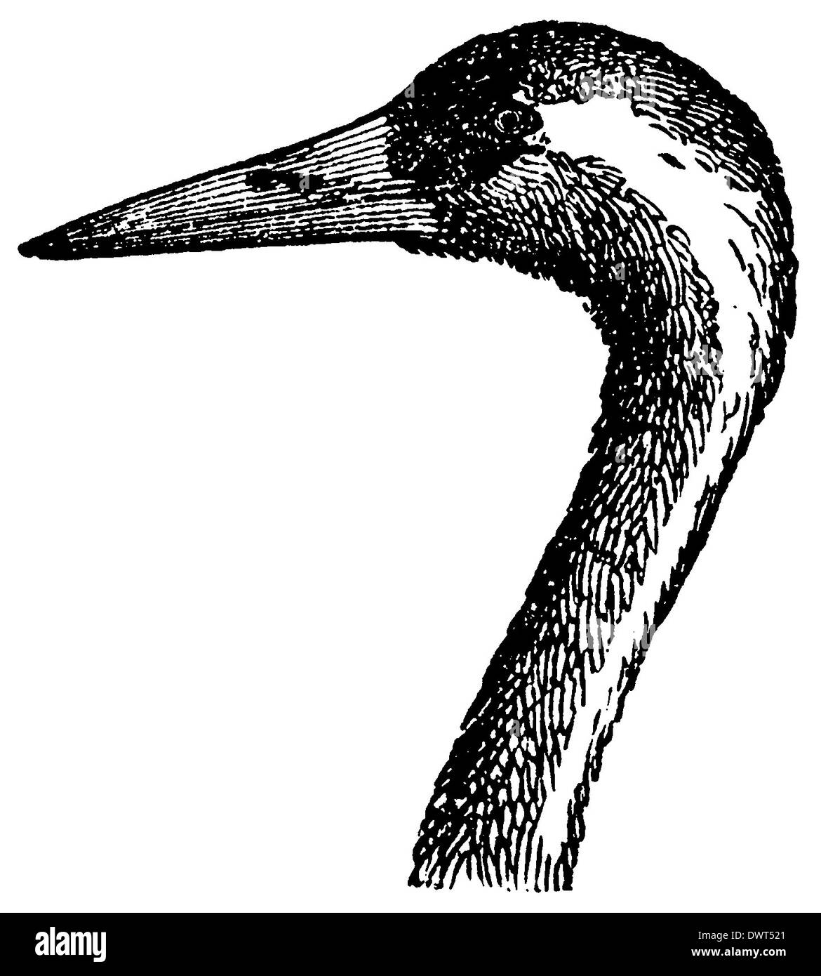 Historic bird head drawing hi-res stock photography and images - Alamy