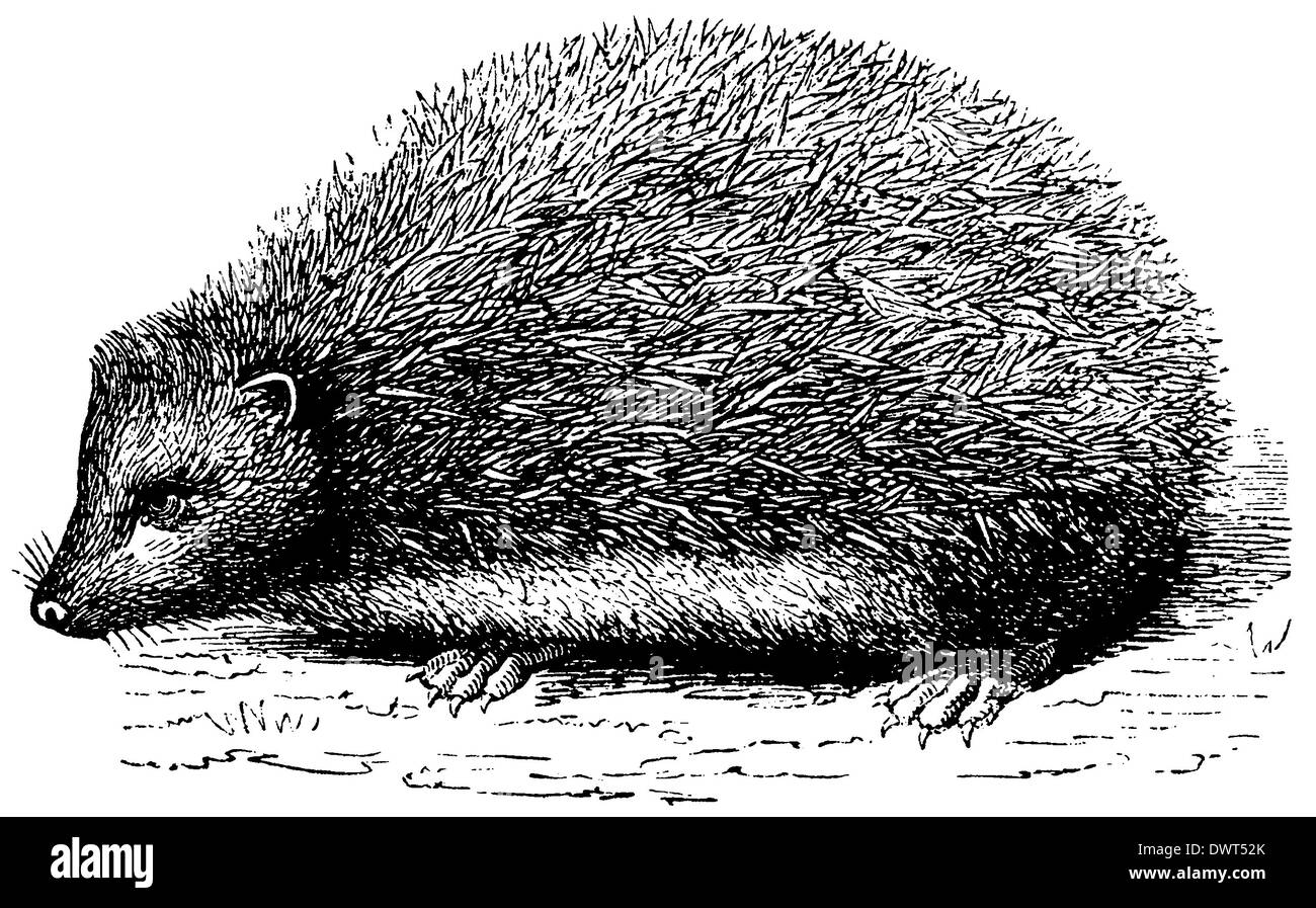 Hedgehog drawing hi-res stock photography and images - Alamy