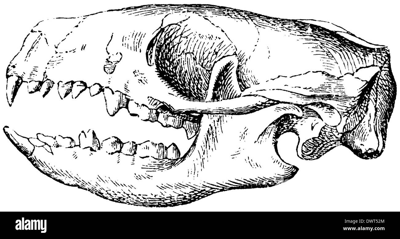 Hedgehog skull hi-res stock photography and images - Alamy