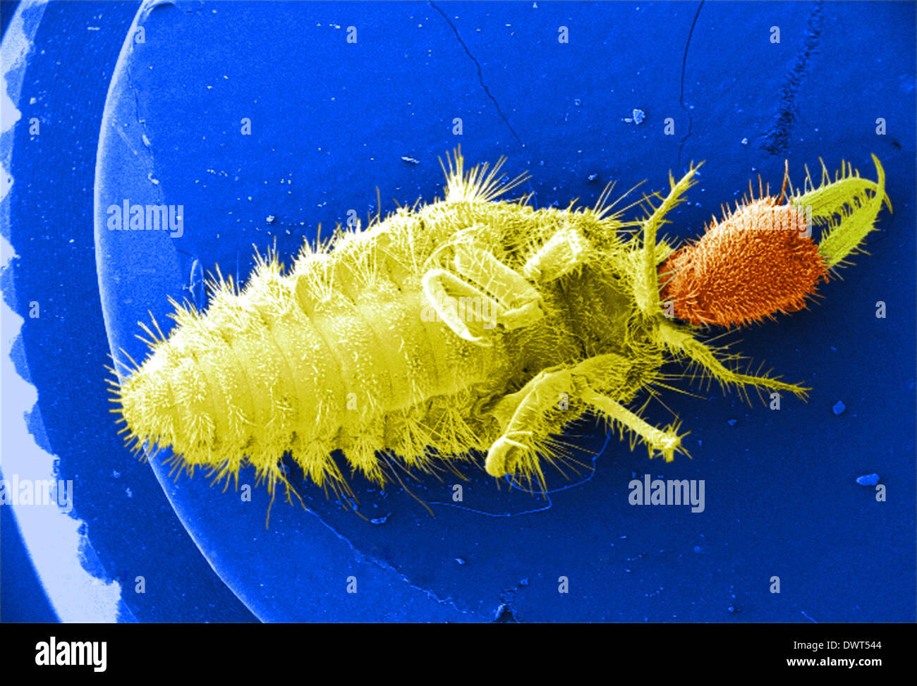 Insect scanning electron microscope hi-res stock photography and images ...