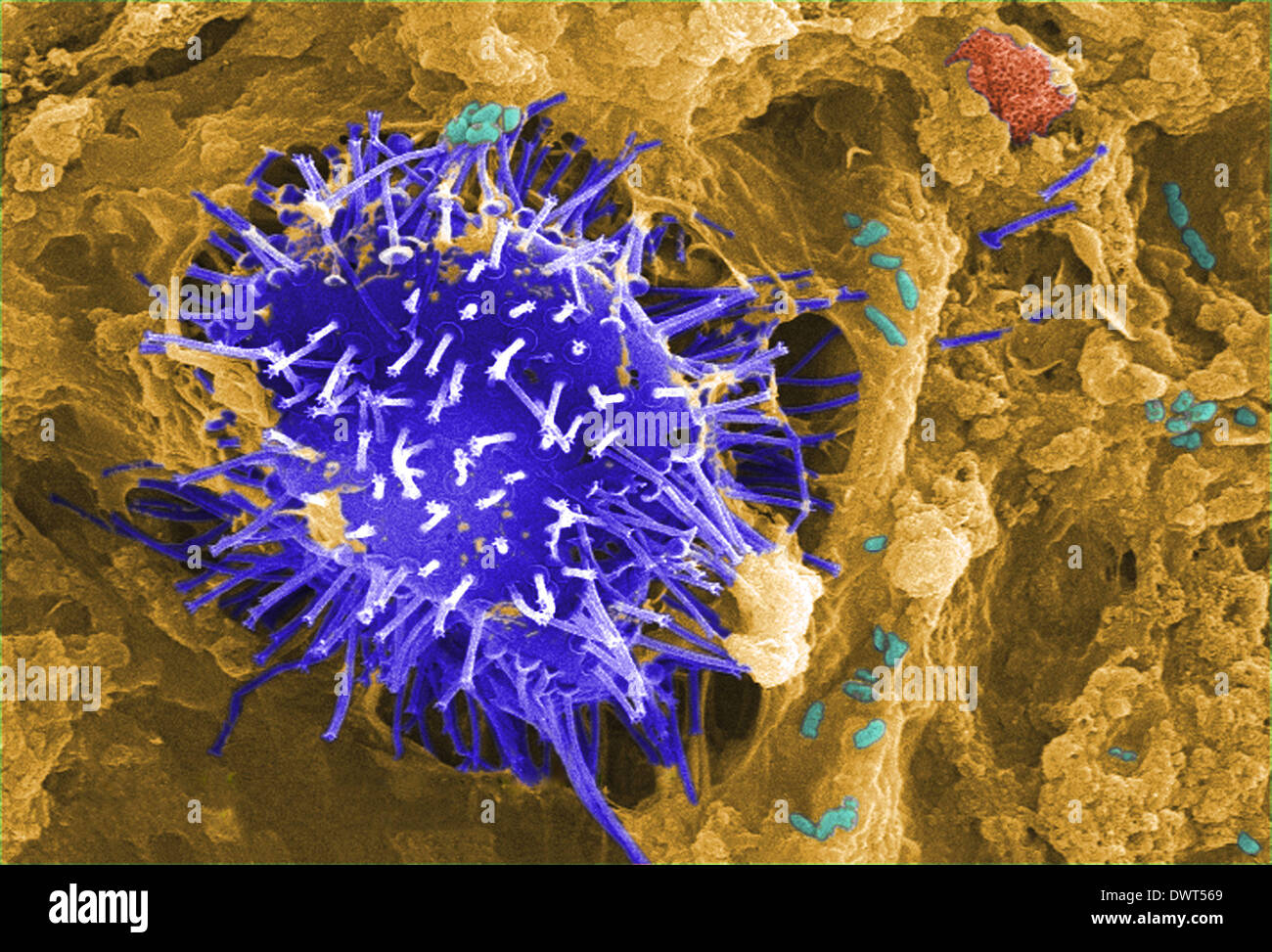 Water analysis sem Stock Photo - Alamy