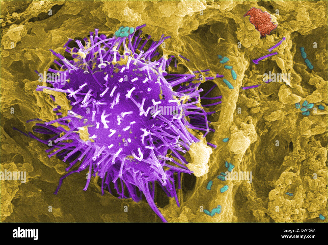 Water analysis sem Stock Photo - Alamy