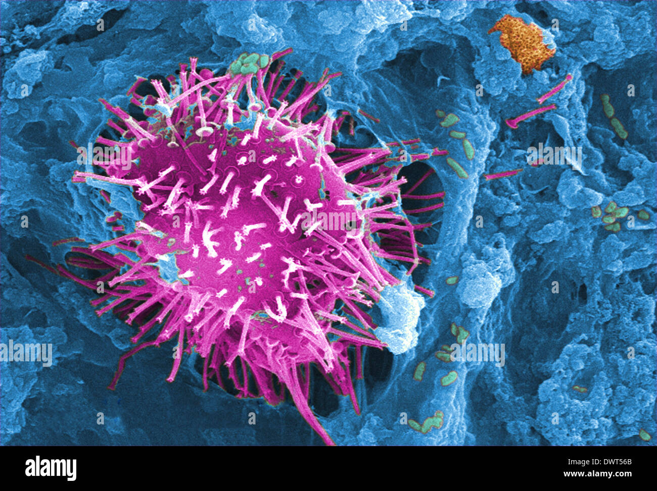 Organism water sem hi-res stock photography and images - Alamy