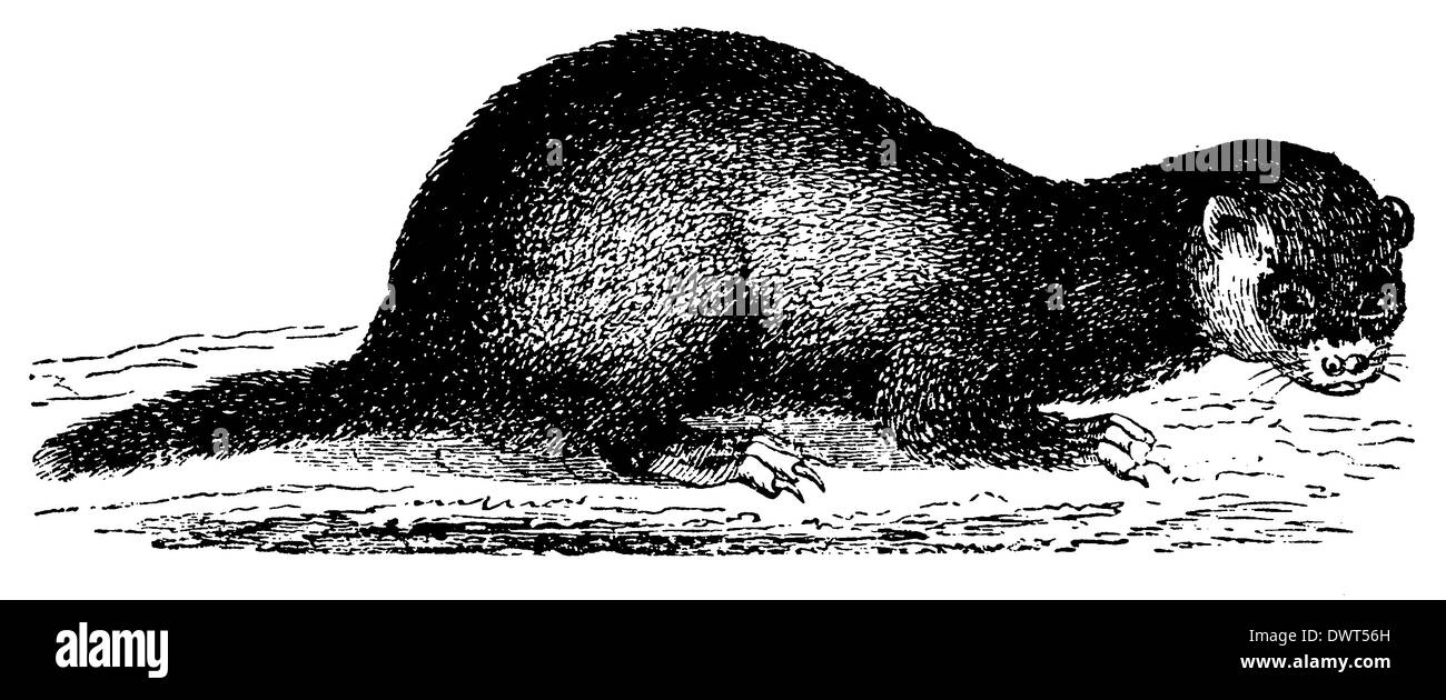 Polecat drawing Cut Out Stock Images & Pictures - Alamy