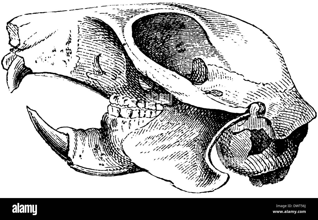 Squirrel figure hi-res stock photography and images - Alamy