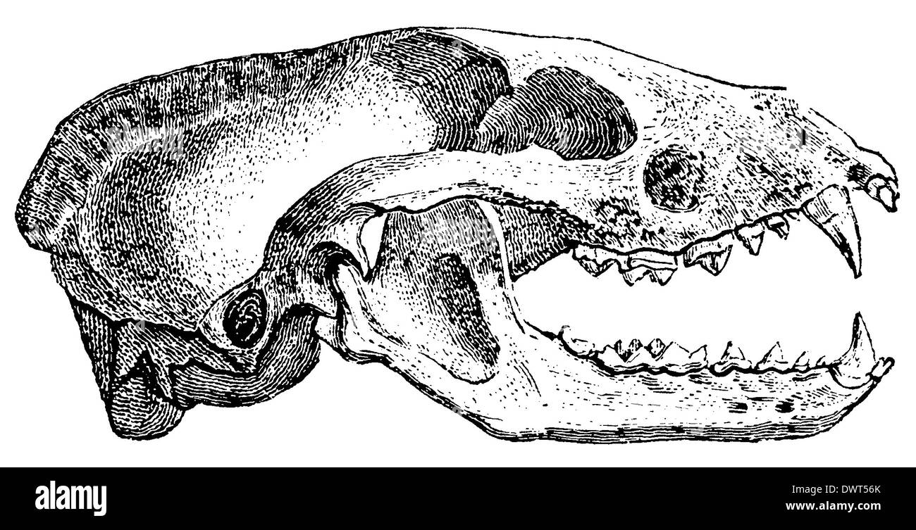 Badger skull hi-res stock photography and images - Alamy