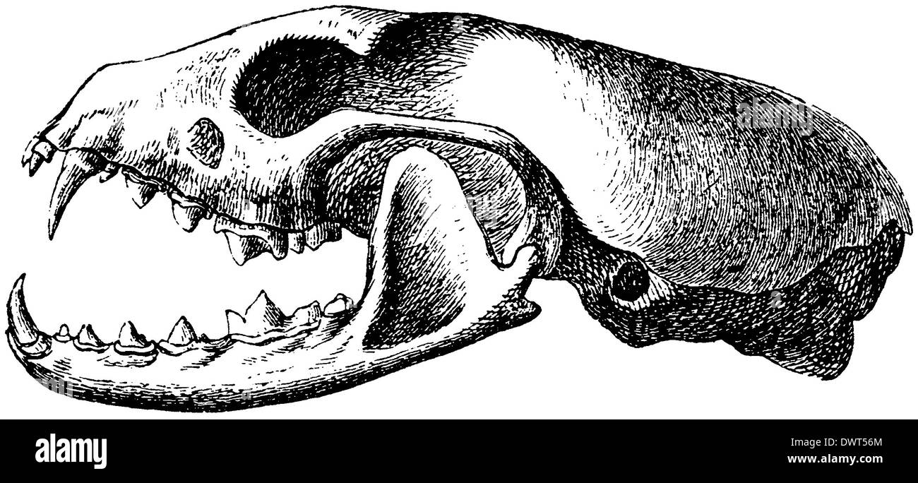 Pine marten: skull Stock Photo - Alamy