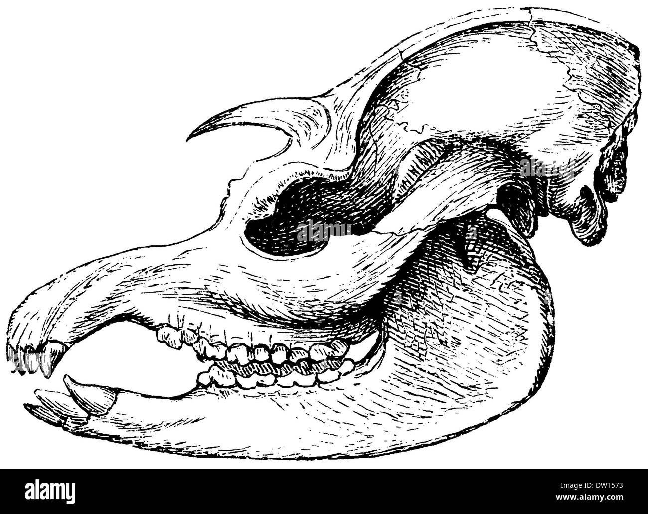 American tapir: skull Stock Photo - Alamy