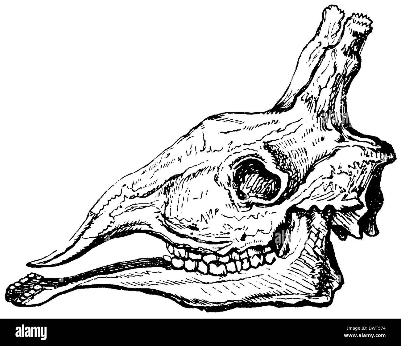 Giraffe Skull High Resolution Stock Photography and Images - Alamy