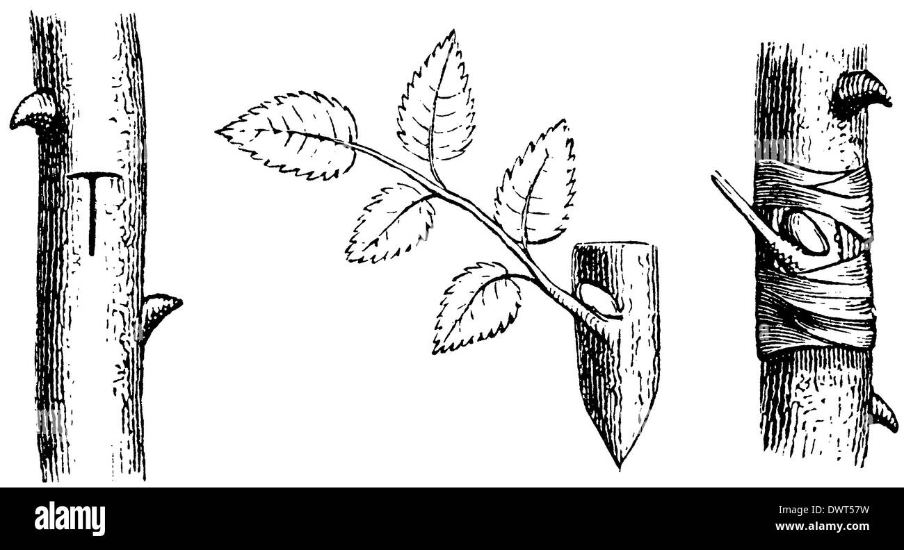 Grafting plants Black and White Stock Photos & Images - Alamy