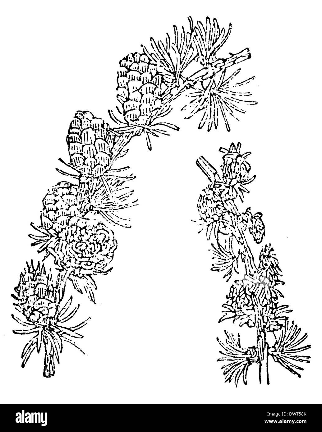 Larch botanical illustration hi-res stock photography and images - Alamy