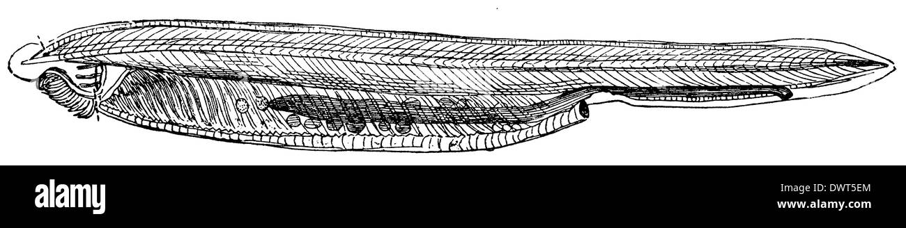 Lancelets hi-res stock photography and images - Alamy