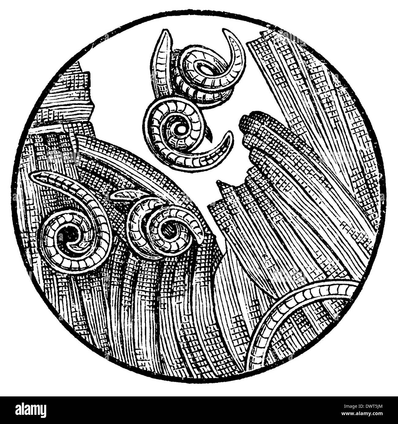 Trichina spiralis hi-res stock photography and images - Alamy