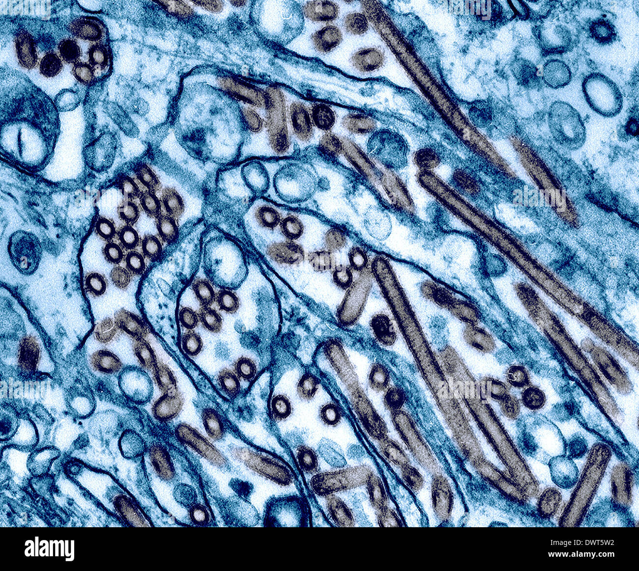 Avian influenza virus tem Stock Photo - Alamy