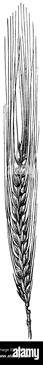 Barley botanical illustration hi-res stock photography and images - Alamy