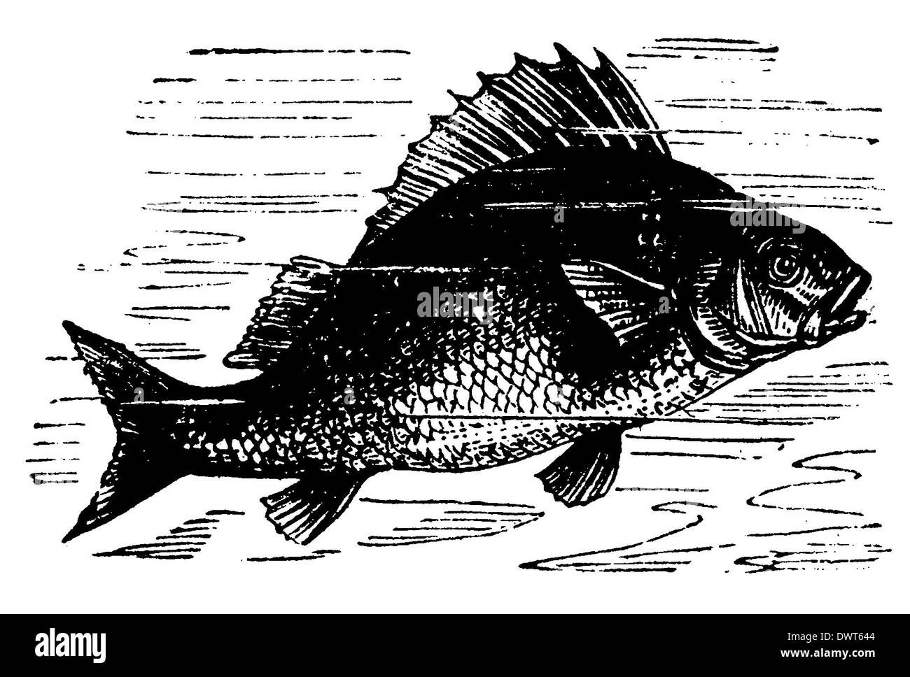 Ruffe fish hi-res stock photography and images - Alamy