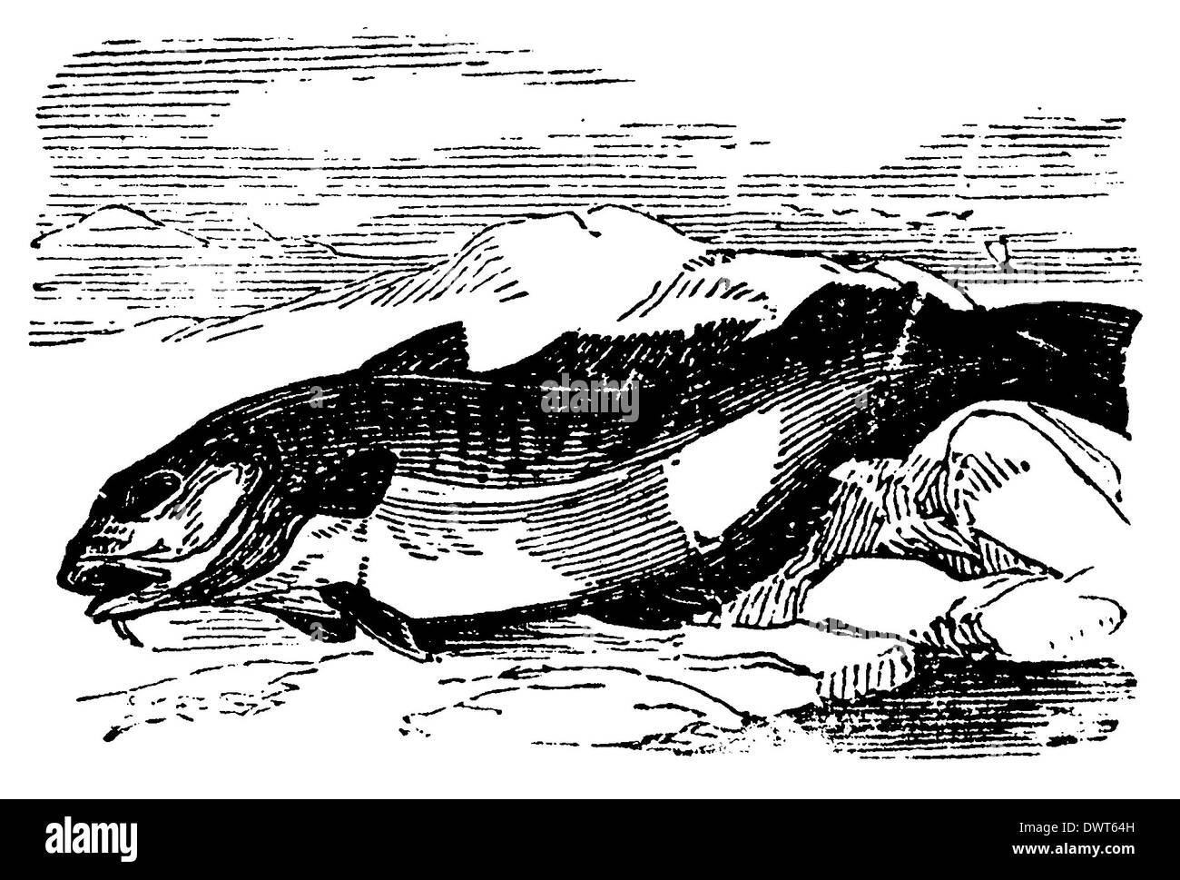 Old cod Cut Out Stock Images & Pictures - Alamy