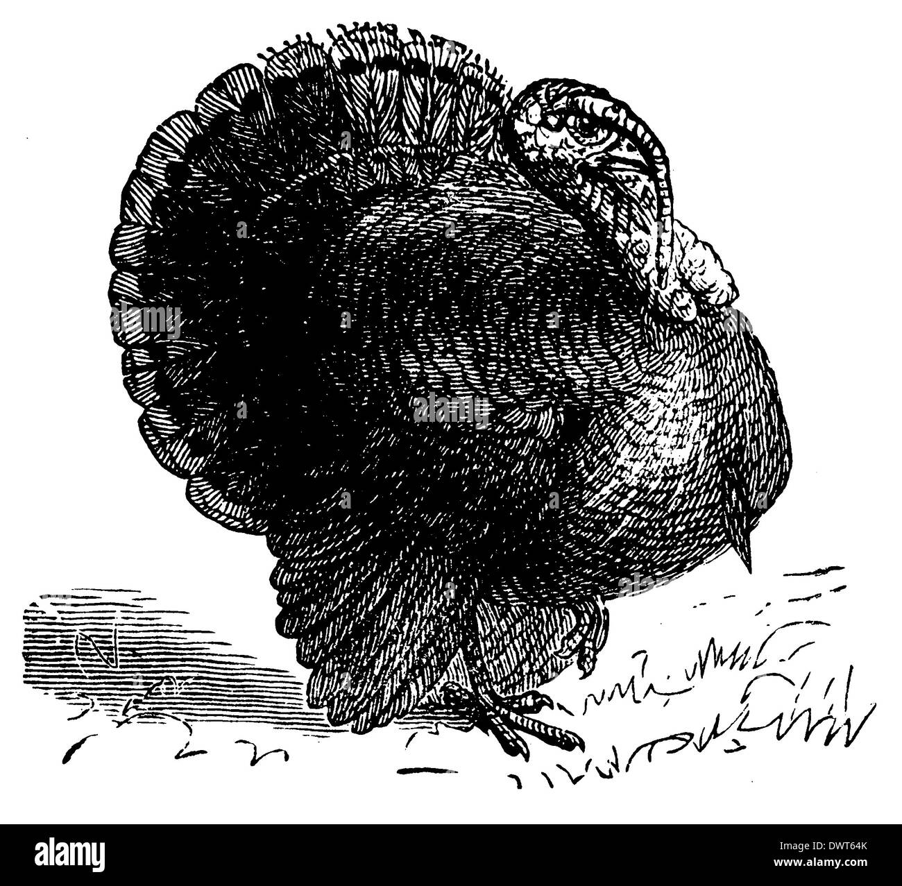 Vintage turkey Black and White Stock Photos & Images - Alamy