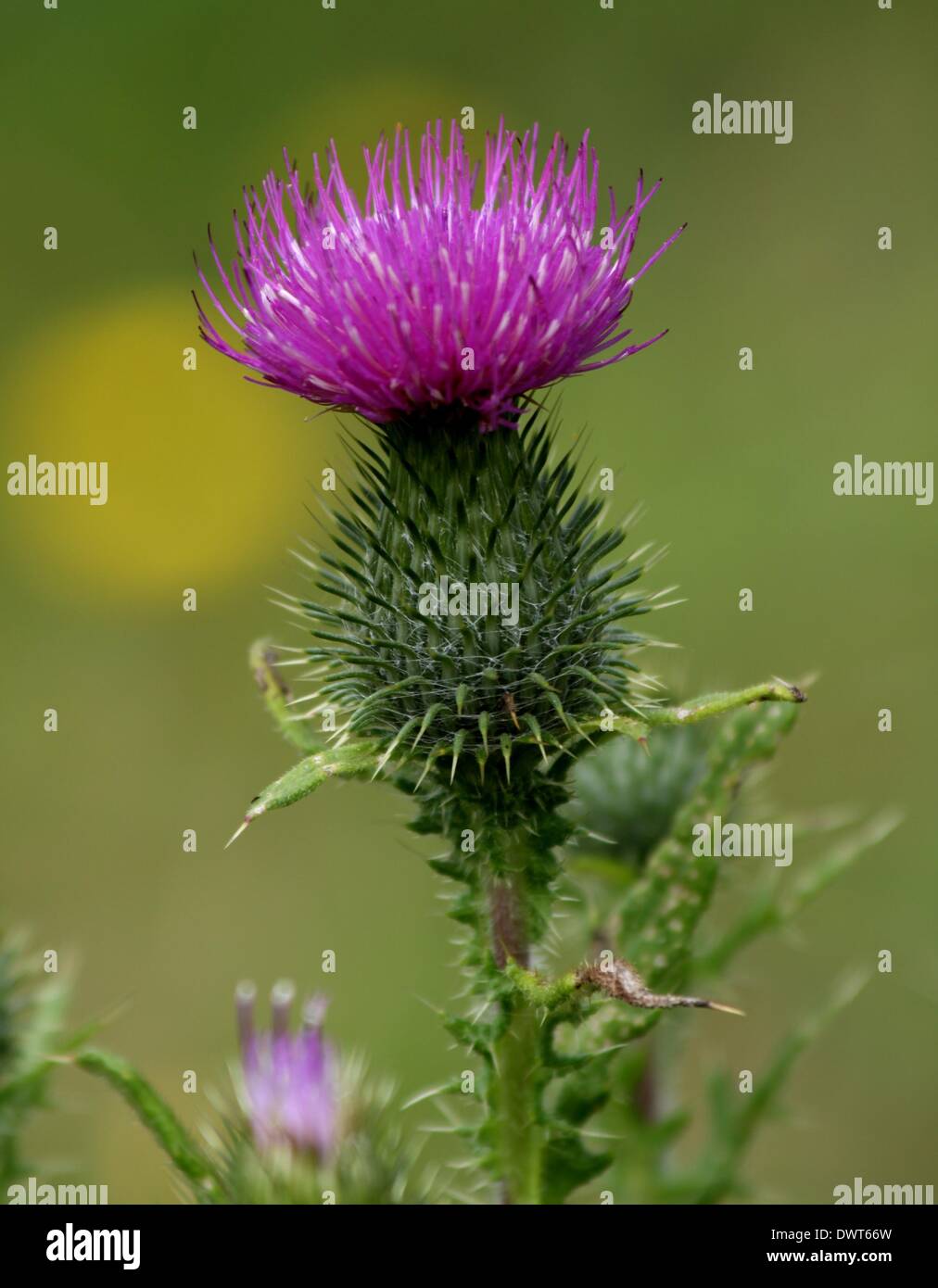 Involucre bract hi-res stock photography and images - Alamy