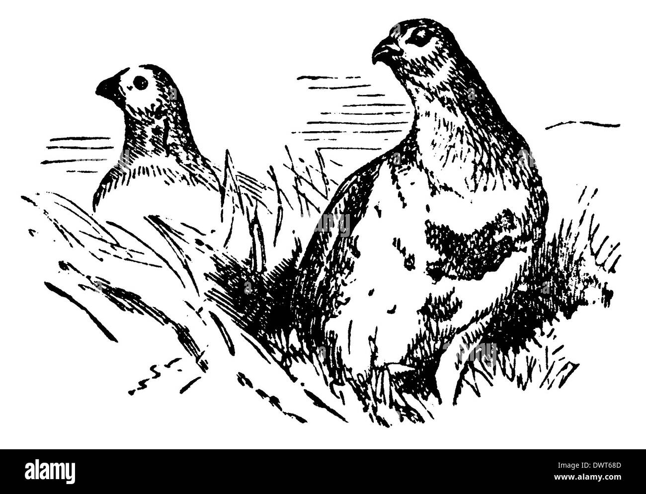 Illustrations white partridge Cut Out Stock Images & Pictures - Alamy