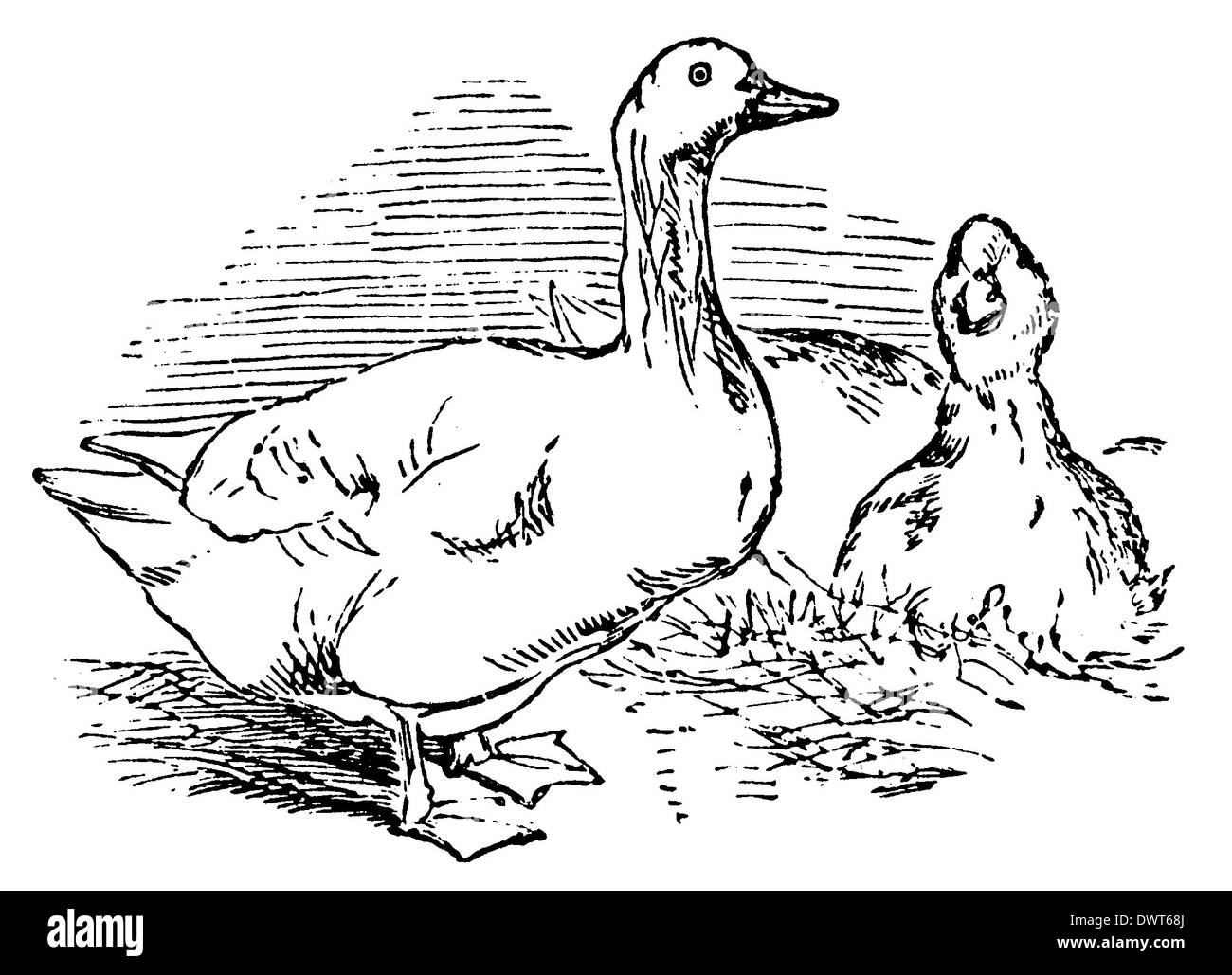 Goose drawing hi-res stock photography and images - Alamy