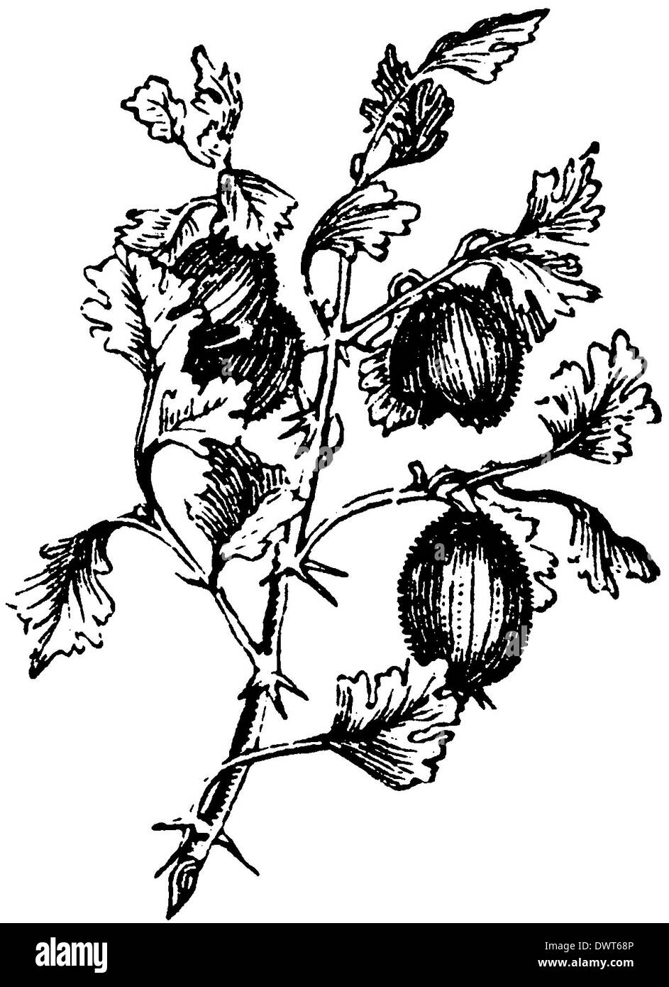 Gooseberry drawing hi-res stock photography and images - Alamy