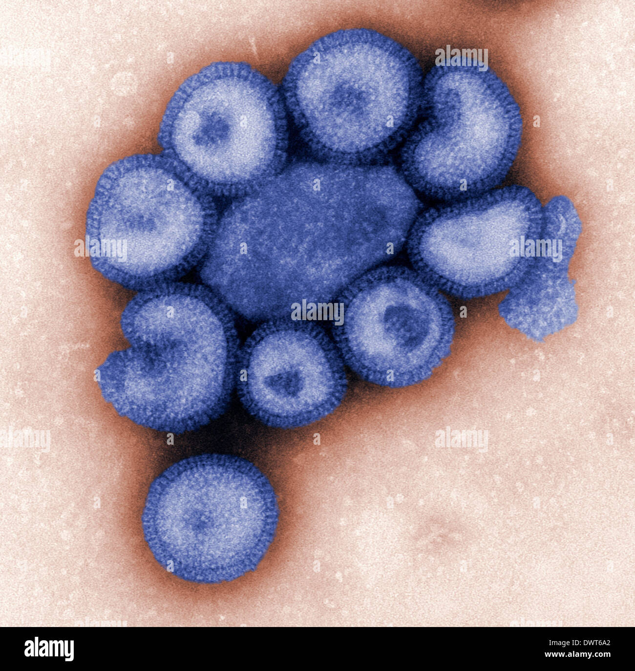 Influenza virus tem Stock Photo - Alamy