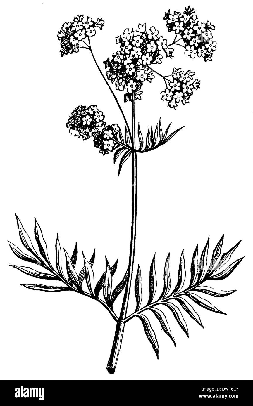 Illustration plant valerian valeriana officinalis hi-res stock ...
