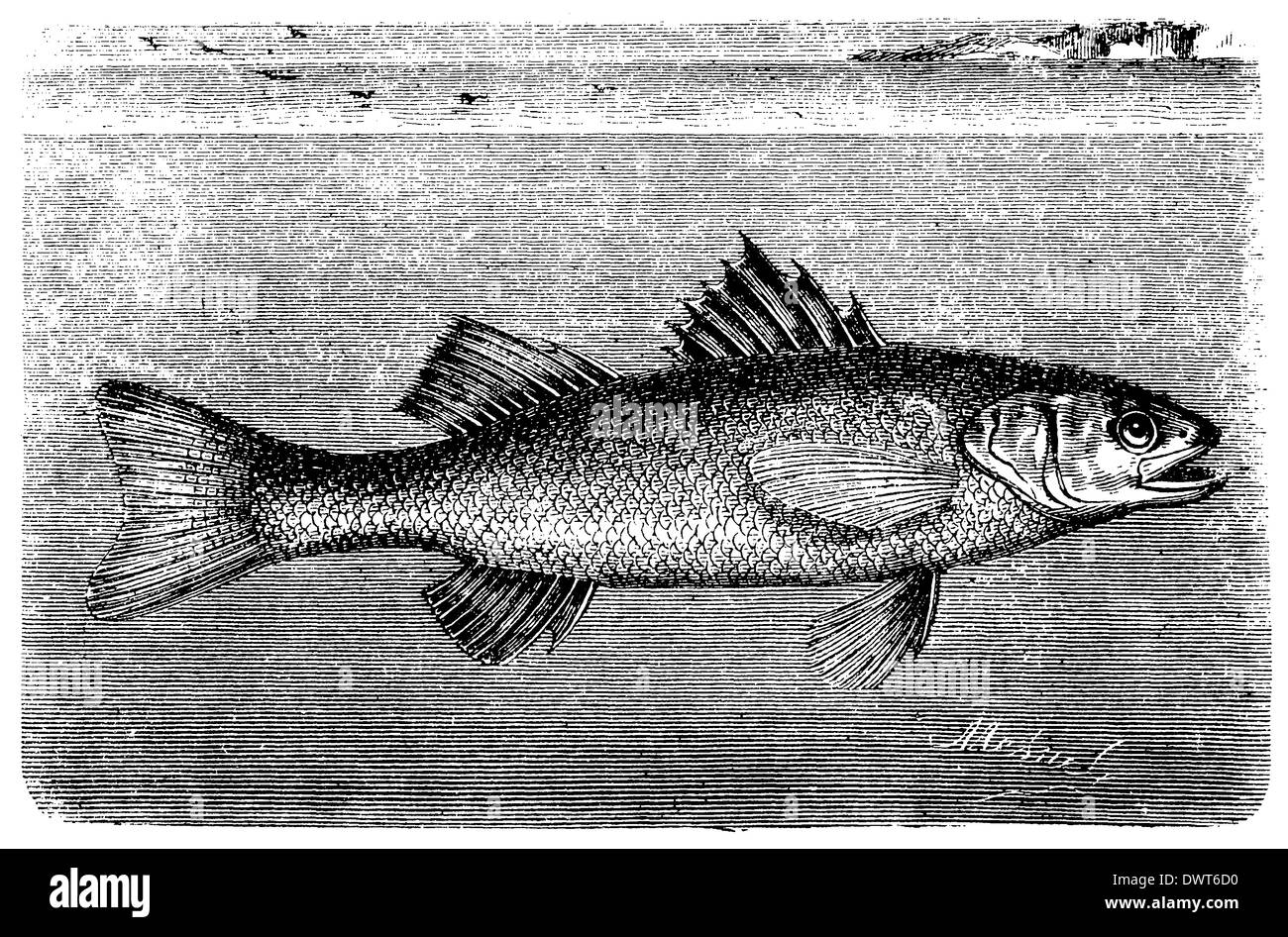 Perch fish illustrations hi-res stock photography and images - Alamy