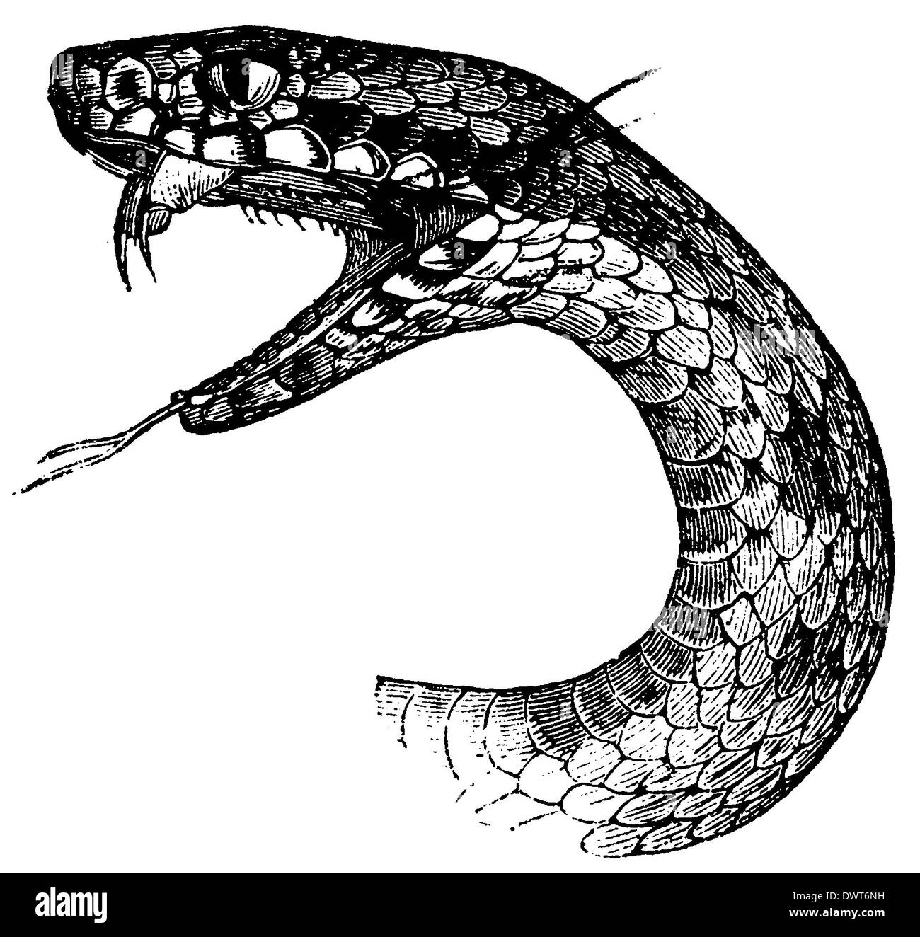 Black common adder hi-res stock photography and images - Alamy