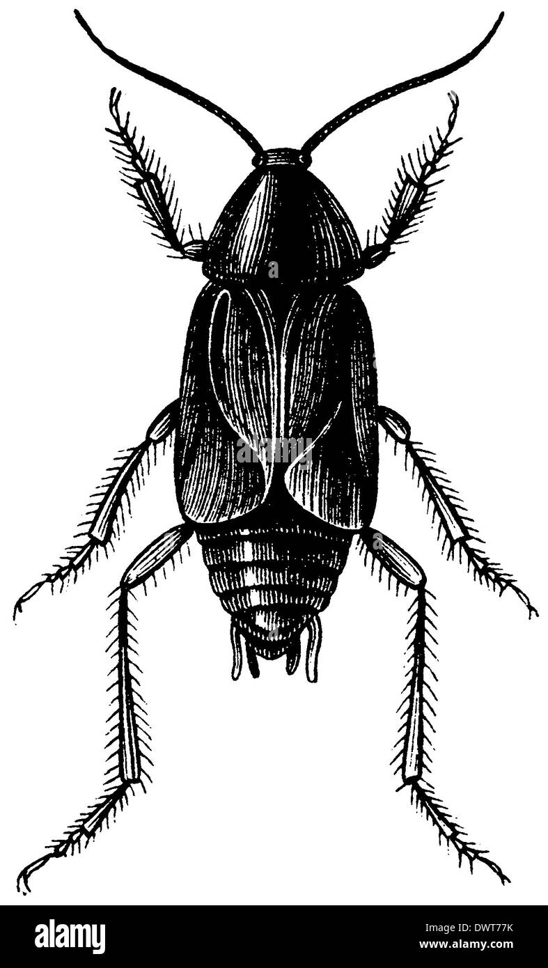 Cockroach line drawing hi-res stock photography and images - Alamy