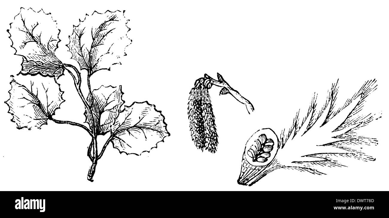 Aspen botanical illustration hi-res stock photography and images - Alamy