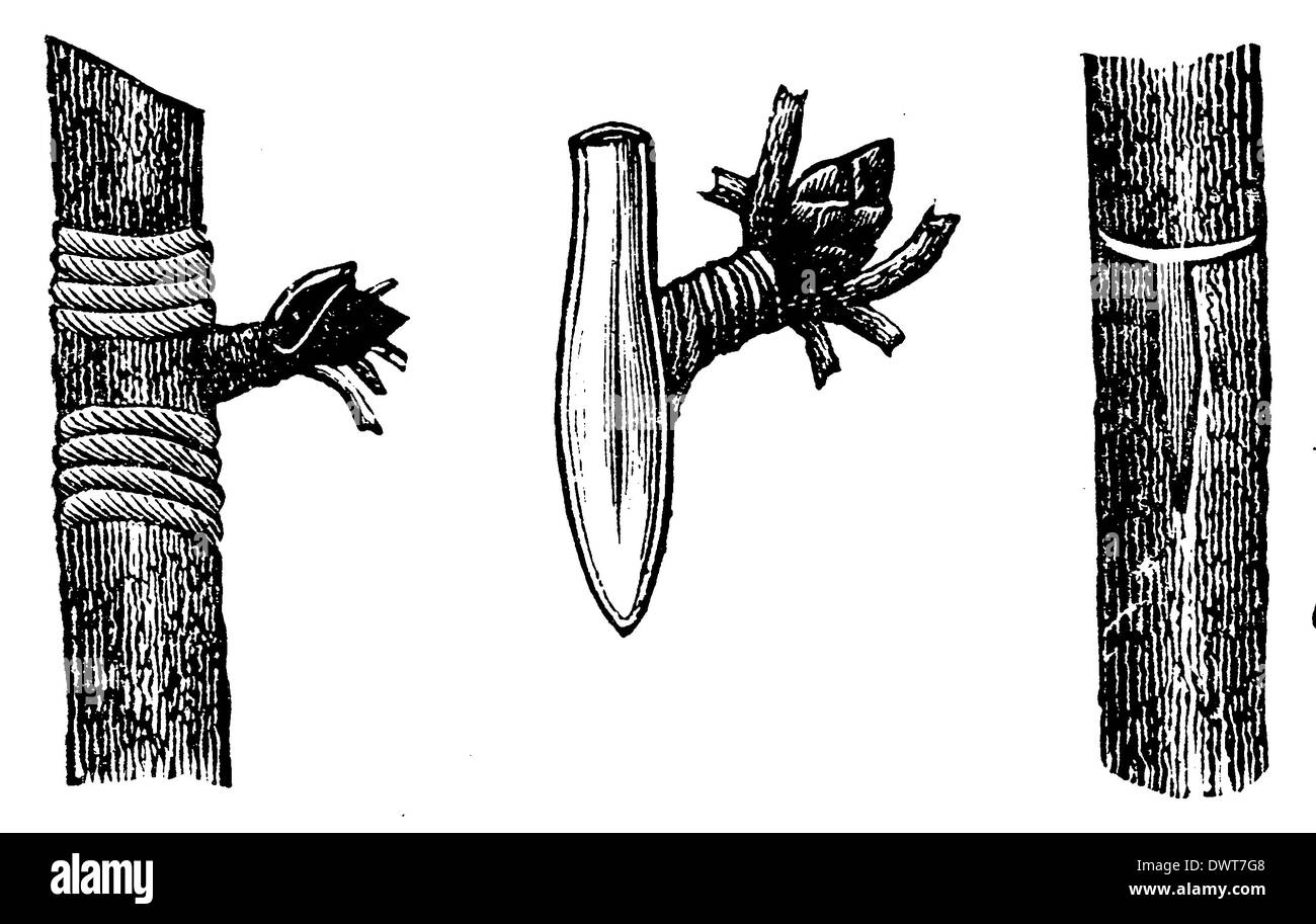 Grafting Black and White Stock Photos & Images - Alamy