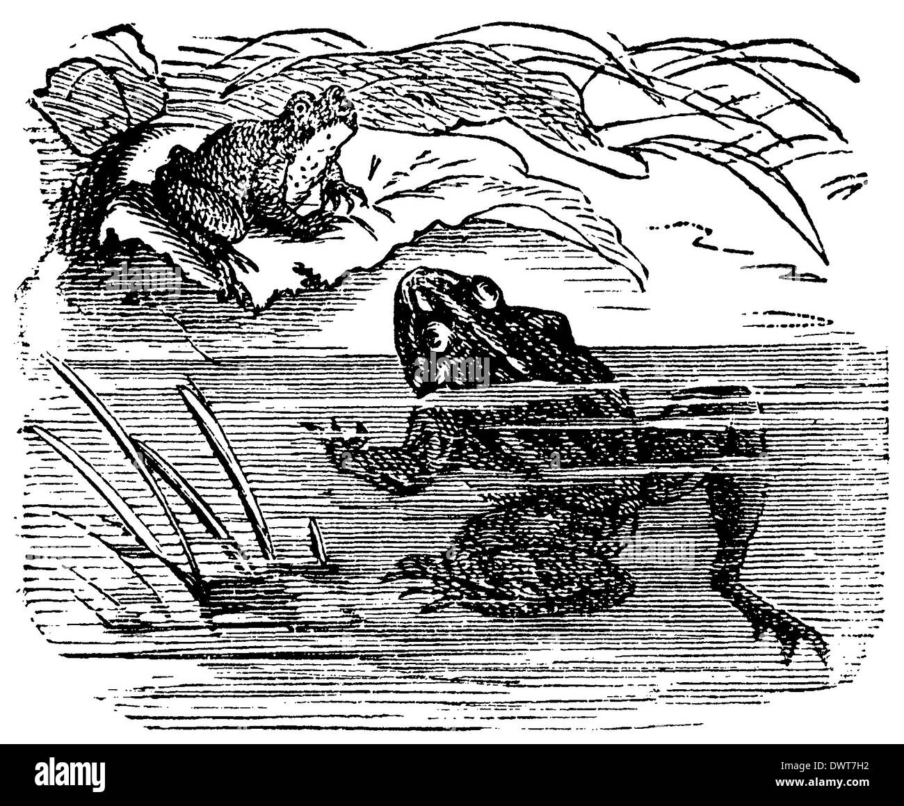 Frog illustrations hi-res stock photography and images - Alamy