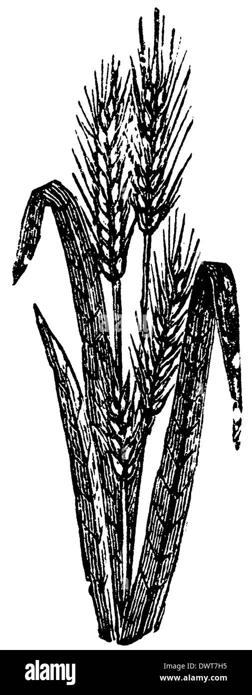 Rice engraving Black and White Stock Photos & Images - Alamy