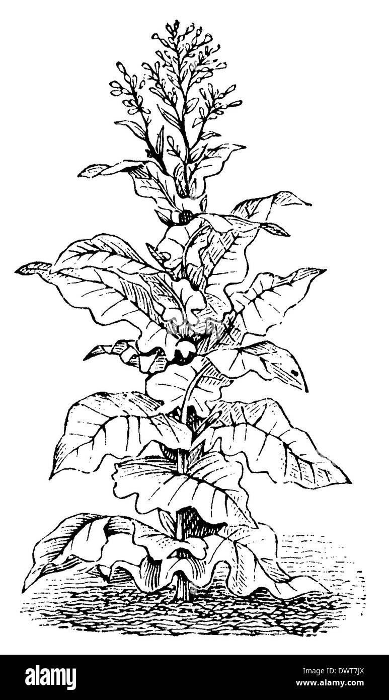 Tobacco drawing Cut Out Stock Images & Pictures - Alamy