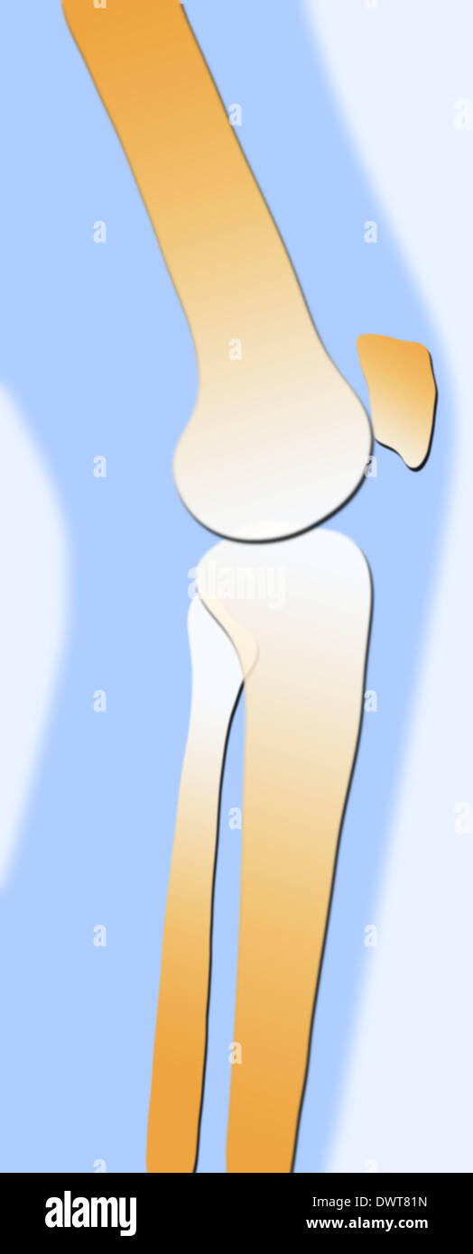 Tibia drawing hi-res stock photography and images - Alamy