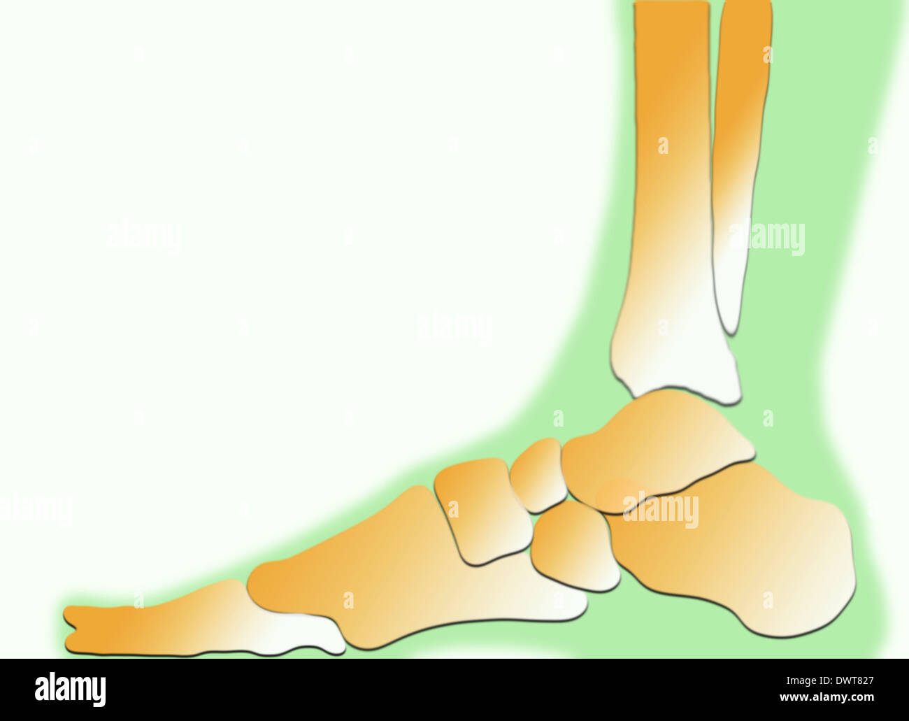 Tarsal scaphoid hi-res stock photography and images - Alamy