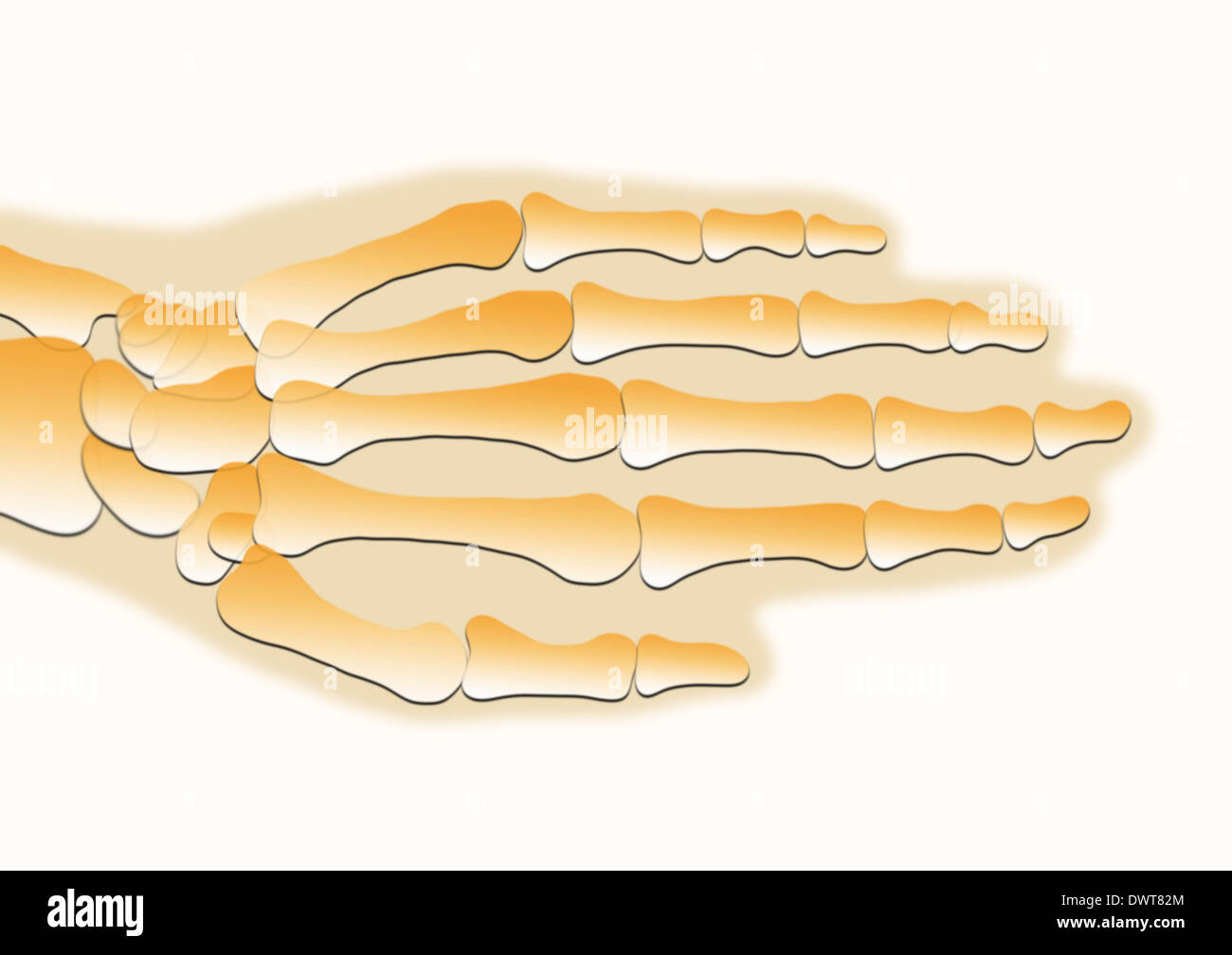 Pyramidal Bone High Resolution Stock Photography and Images - Alamy