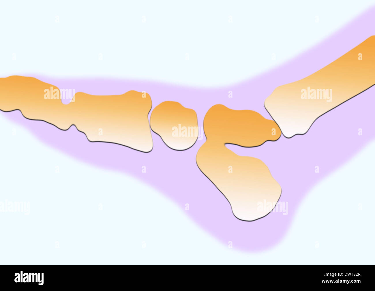 Tibia drawing Cut Out Stock Images & Pictures - Alamy