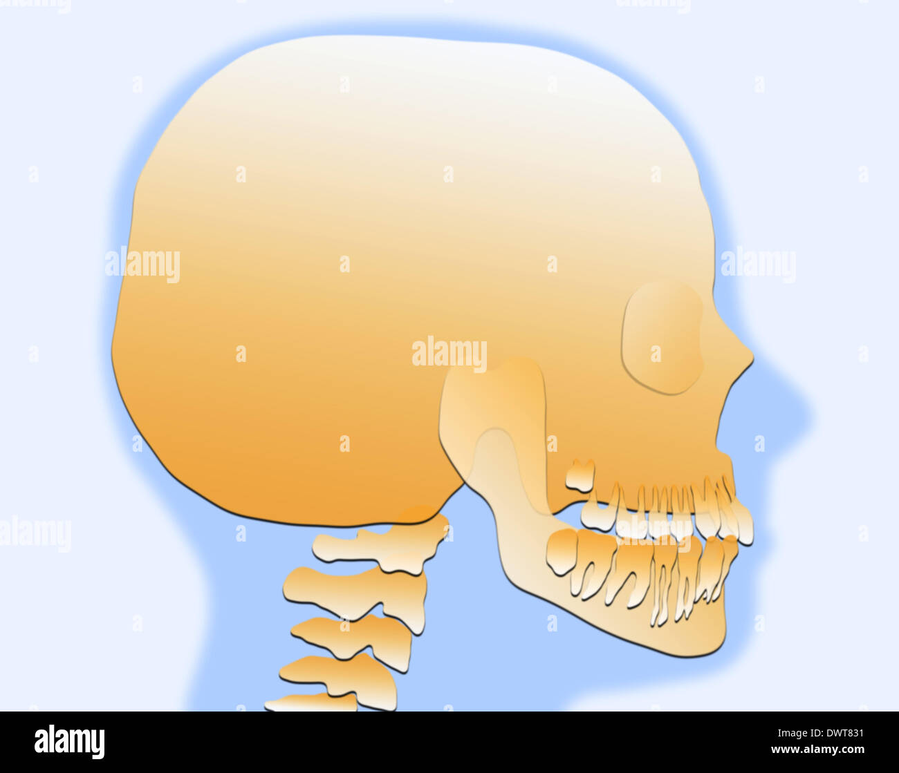 Cervical vertebra drawing Cut Out Stock Images & Pictures - Alamy