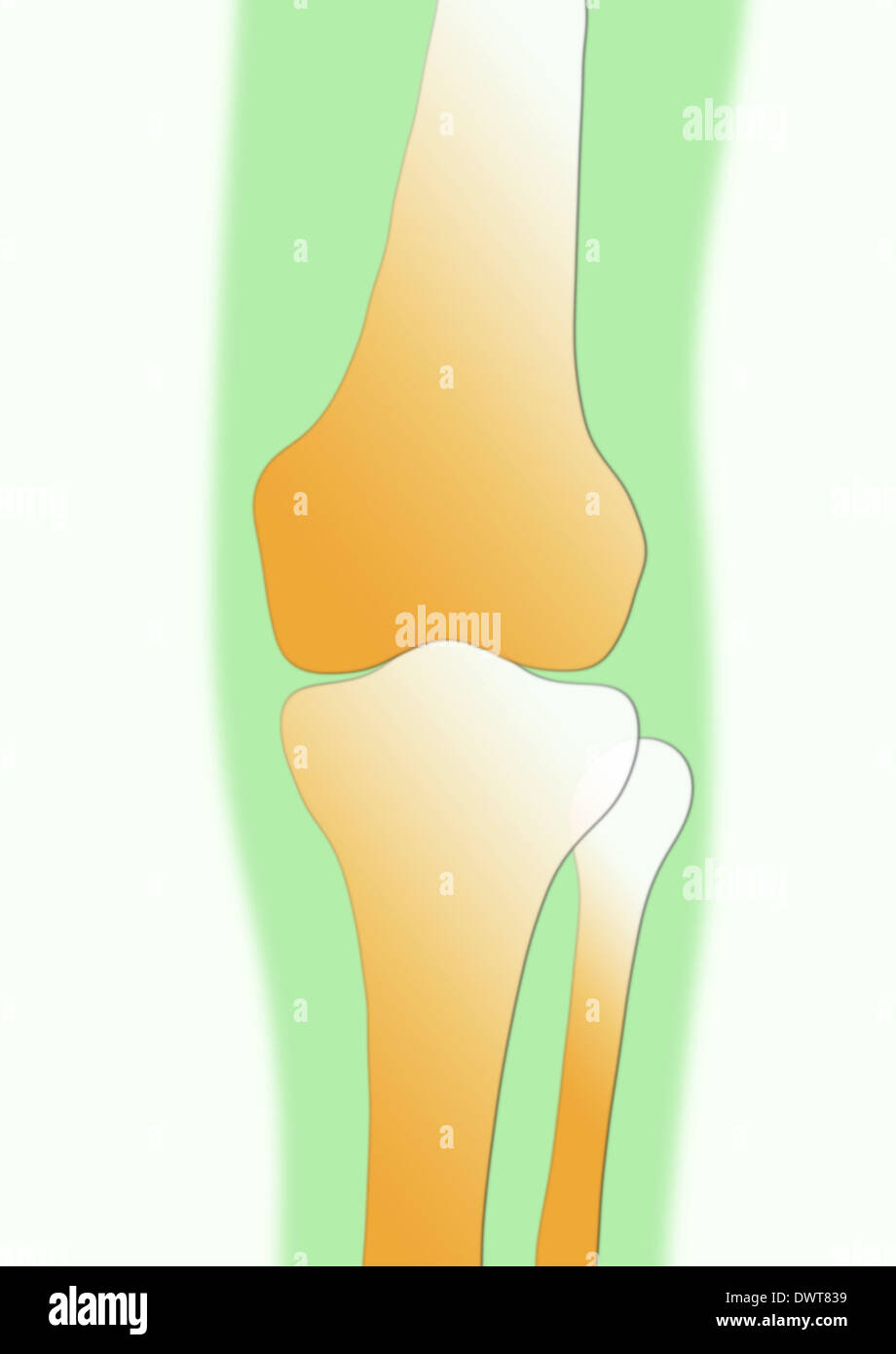 Tibia drawing hi-res stock photography and images - Alamy