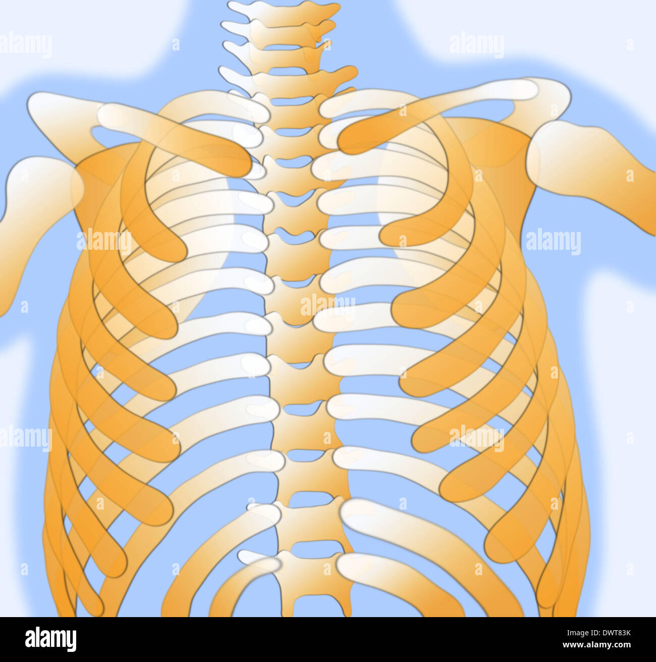 Thorax Drawing Stock Photos & Thorax Drawing Stock Images - Alamy