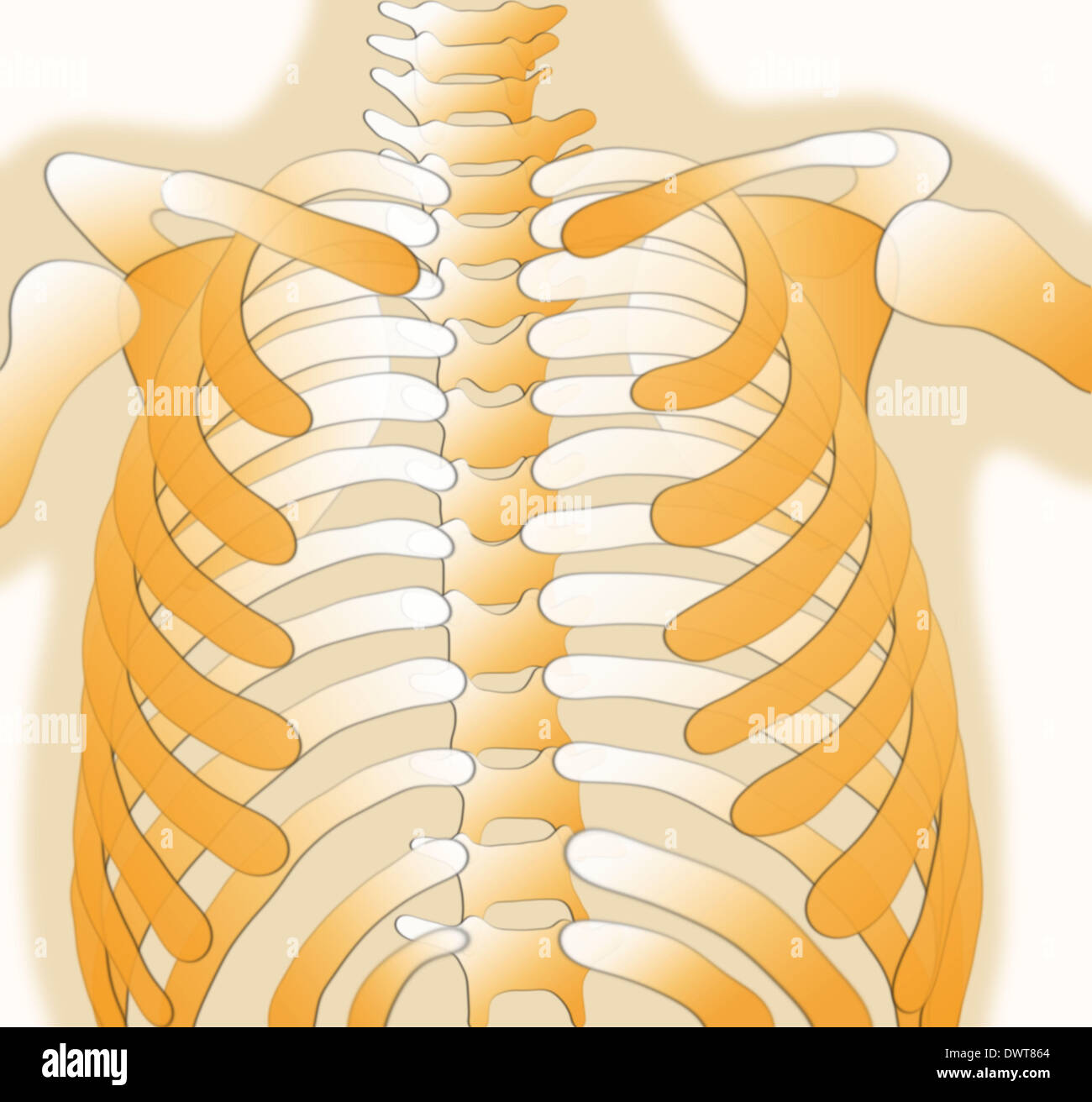 Thorax Drawing Stock Photos & Thorax Drawing Stock Images - Alamy