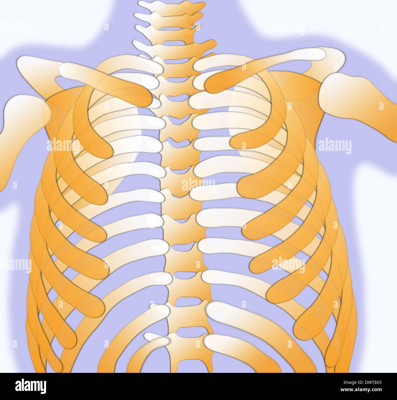 Thorax Drawing Stock Photos & Thorax Drawing Stock Images - Alamy